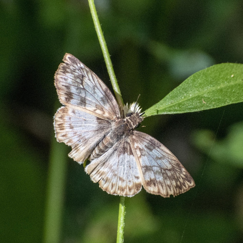 Spread-wing Skippers from Gral Manuel Belgrano, Misiones, Argentina on ...