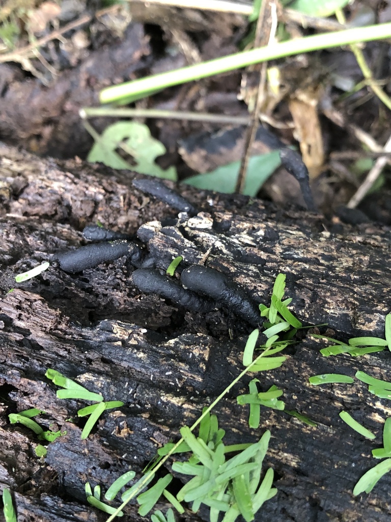 dead man's fingers from Parque Nacional Cañón del Río Blanco ...