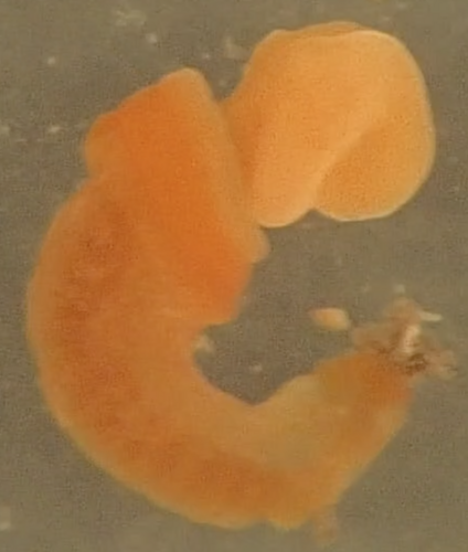 Protoglossus bocki · iNaturalist