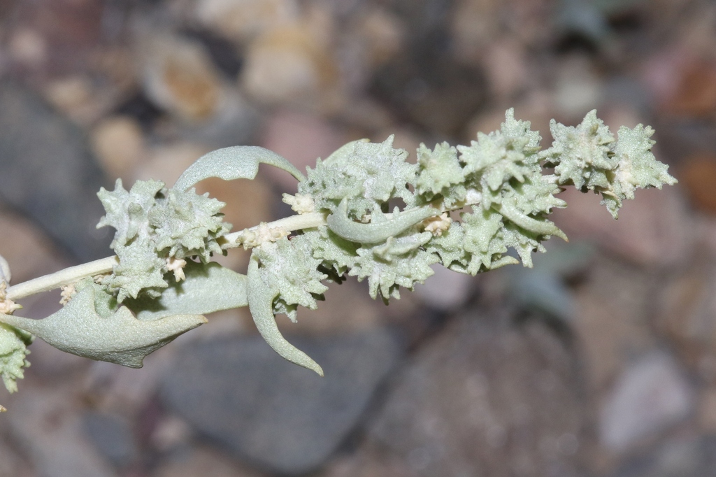 Atriplex acanthocarpa acanthocarpa from Brewster County, TX, USA on ...