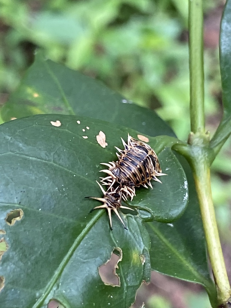 Wild Olive Tortoise Beetle from Parque Nacional Cañón del Río Blanco ...