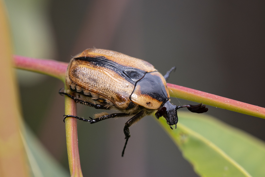 Cowboy Beetle from Chapel Hill, Brisbane QLD, Australia on December 04 ...
