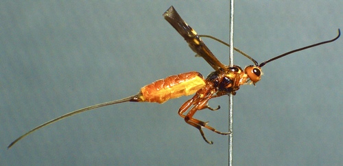 Pseudovipio inscriptor · iNaturalist United Kingdom