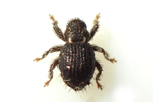 Genus Microcryptorhynchus · iNaturalist