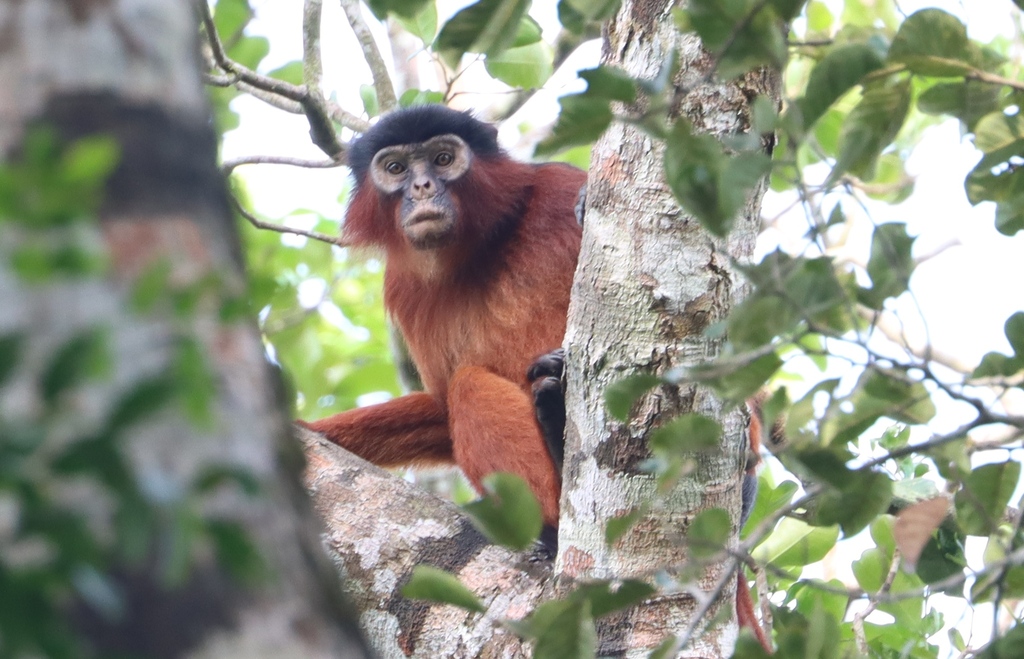 Western Red Colobus from Kenema, Sierra Leone on December 5, 2022 at 08 ...