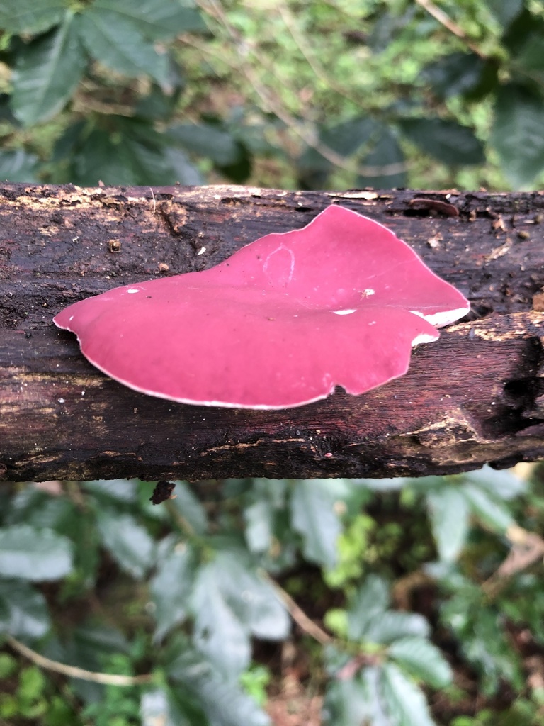 mauve elfcup from Parque Nacional Cañón del Río Blanco, Ixtaczoquitlán ...