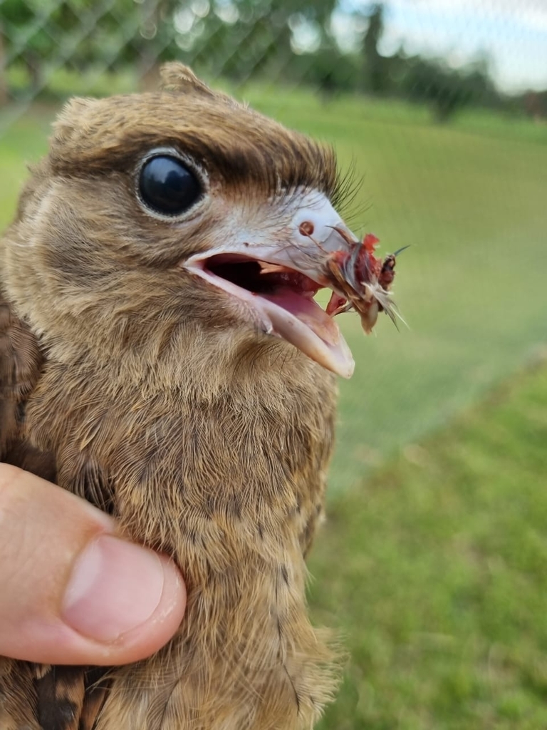 Chimango Caracara from Rivadavia, Mendoza, Argentina on December 5 ...