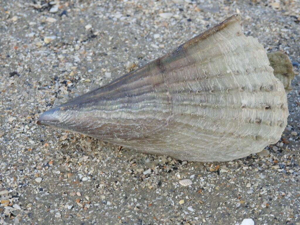 Stiff Pen Shell from Edisto Island, SC 29438, USA on November 19, 2022 ...