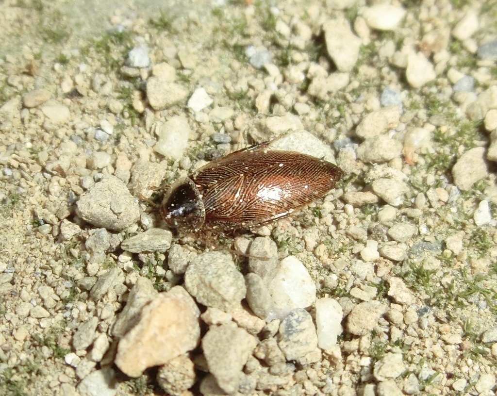 Wood Cockroaches from 台灣彰化縣 on December 04, 2022 at 10:17 AM by ...