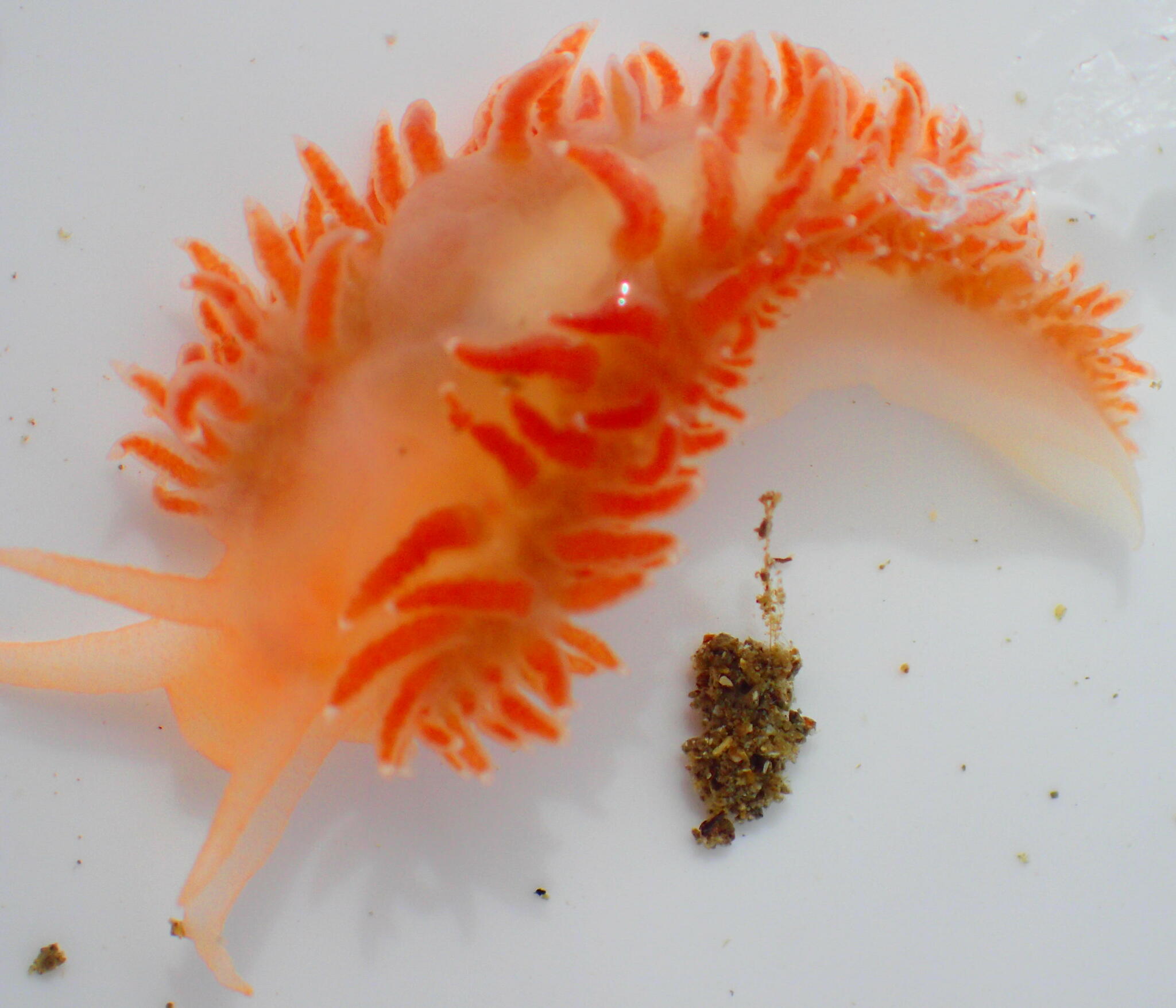 Coryphella borealis Odhner, 1922