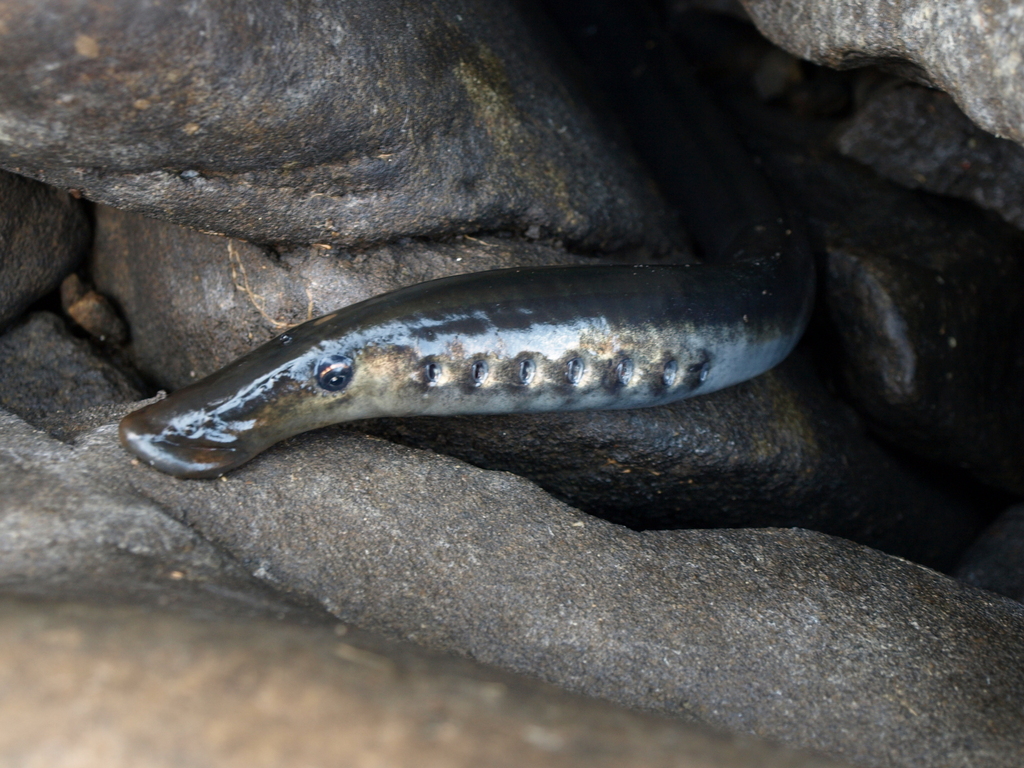 Pouched Lamprey from Orford TAS 7190, Australia on October 23, 2007 at ...