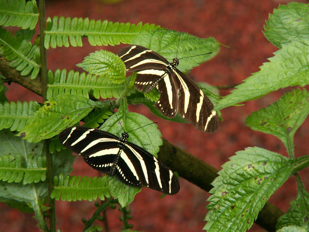 Zebra Longwing from Cartago Province, Costa Rica on December 26, 2006 ...