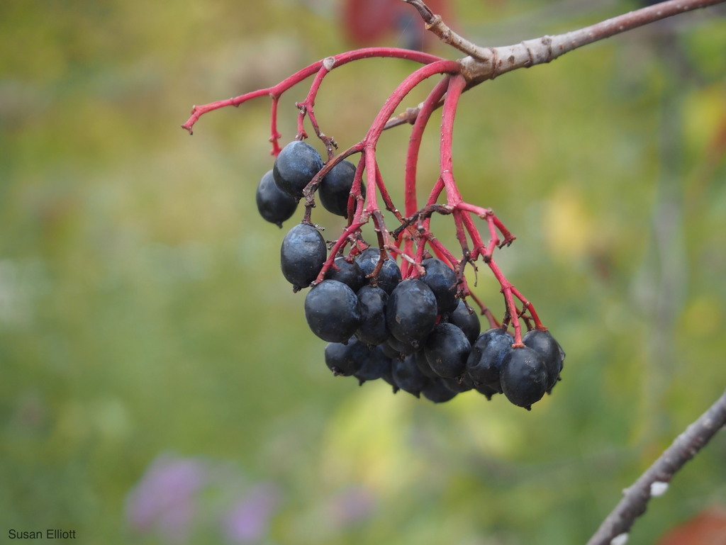 nannyberry from Otter Creek WMA, Mt. Tabor, Vermont on October 2, 2015 ...