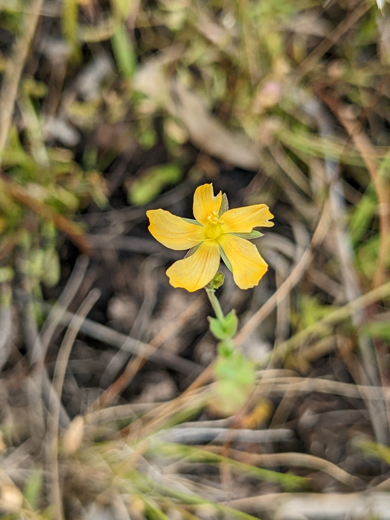 Small St John's Wort in December 2022 by Liam Meredith · iNaturalist