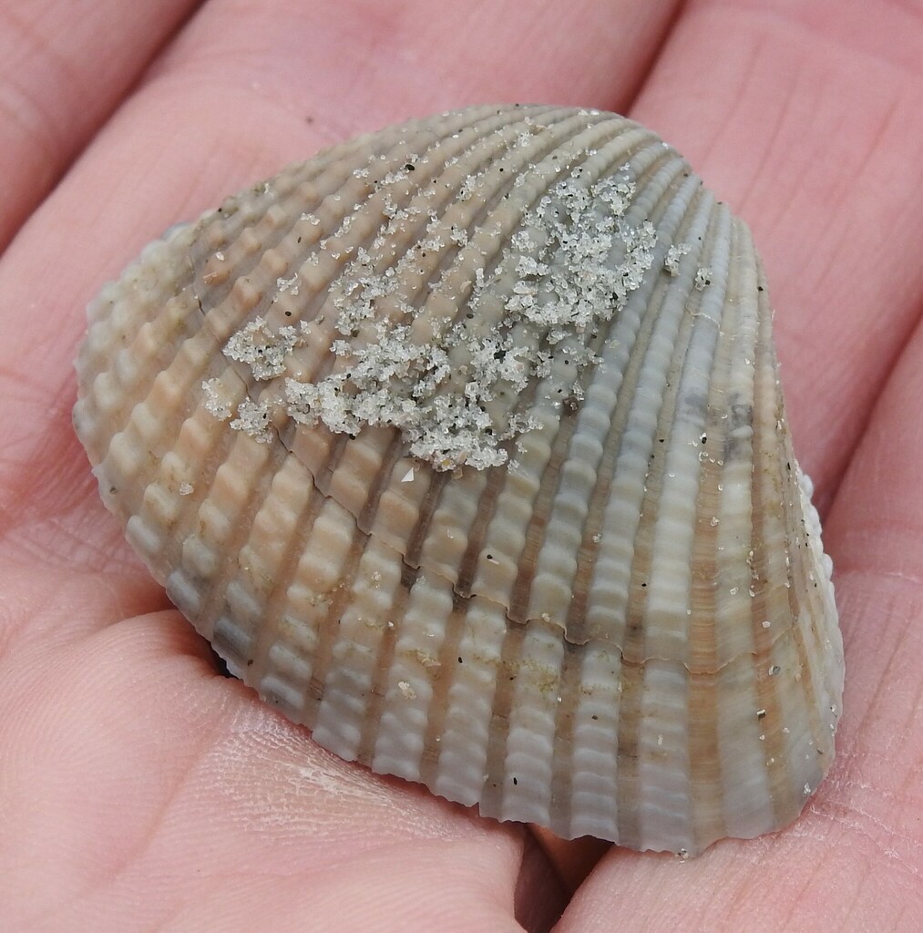 Incongruous Ark from Beaufort County, SC, USA on November 20, 2022 at ...