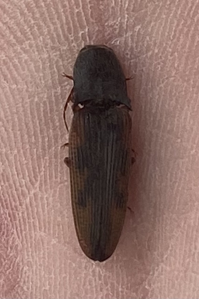 Conoderus scalaris from Calle 17, Balcarce, Buenos Aires, AR on ...