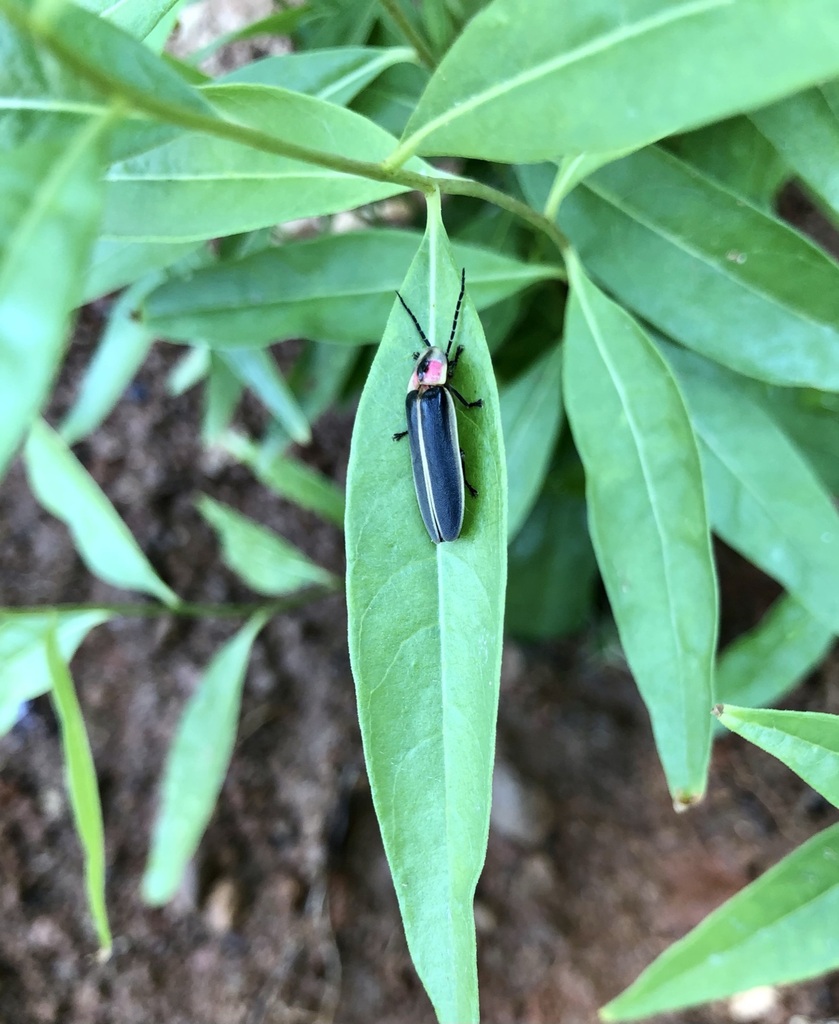 Common Eastern Firefly from Vinton, VA 24179, USA on June 25, 2022 at ...