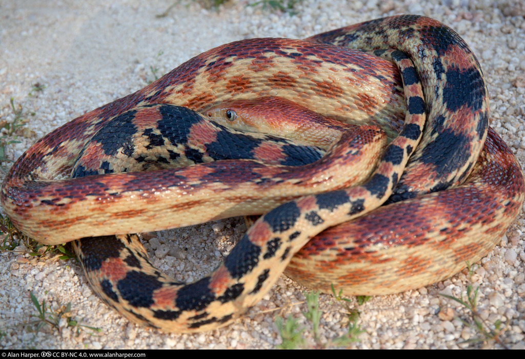 Cape Gopher Snake (Pituophis vertebralis) - Snakes and Lizards