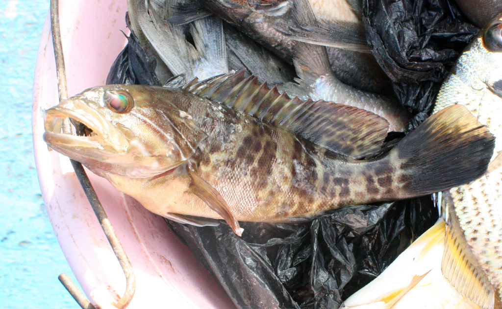 White Grouper in February 2011 by Scott Loarie. This must be the most ...