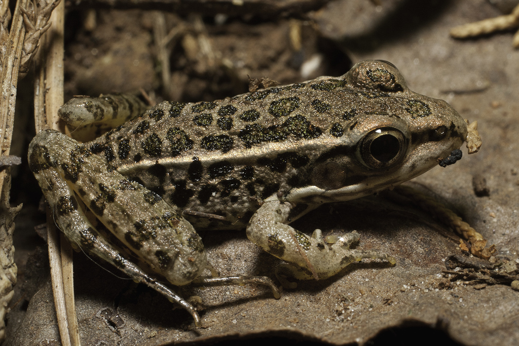 Pickerel Frog in July 2006 by Kimberly R Fleming · iNaturalist