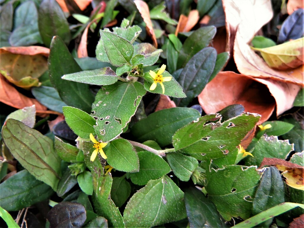 straggler daisy from Lochwood Neighborhood, Dallas, TX, USA on December ...