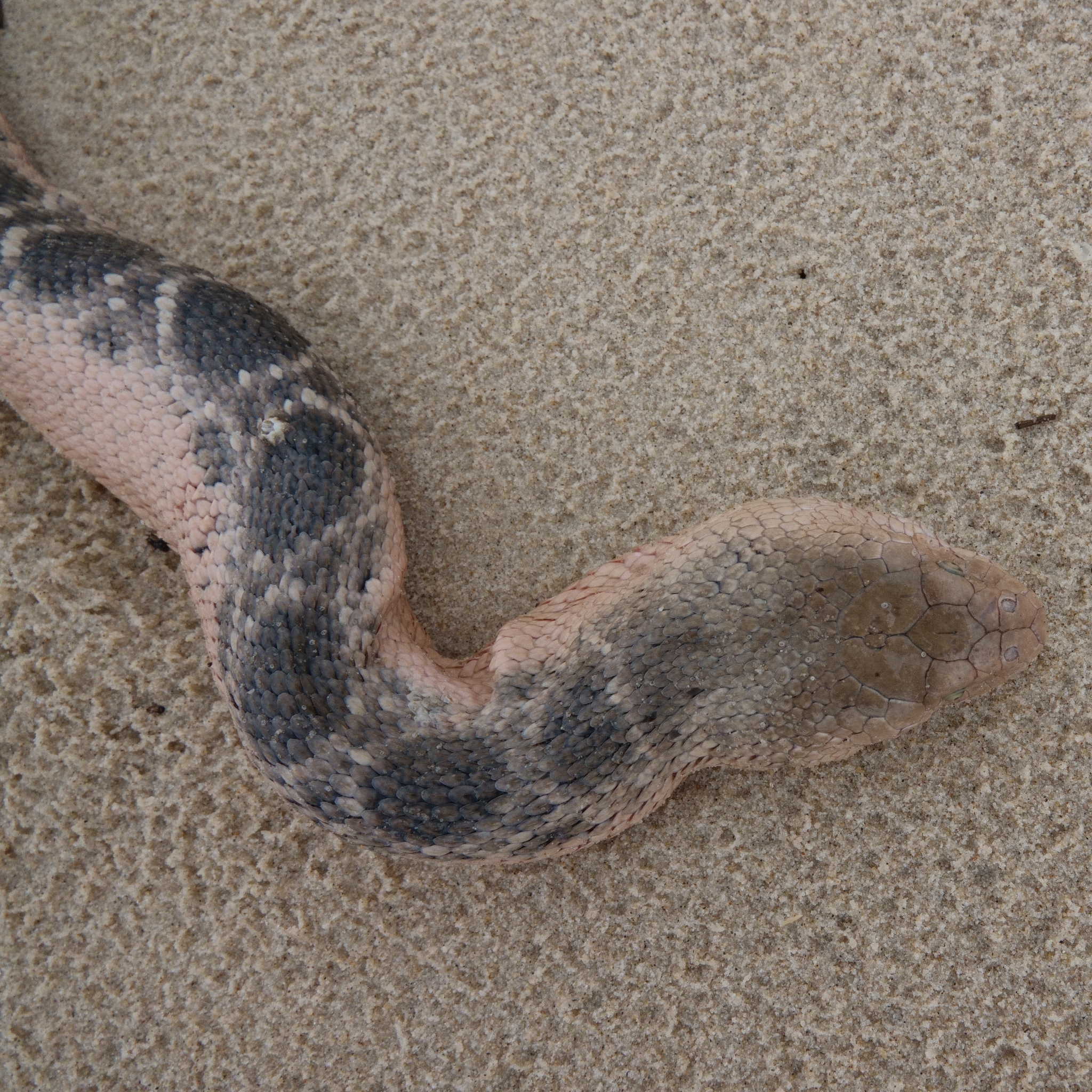 Serpiente Marina De Stokes