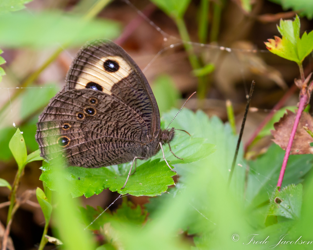 Common Wood-Nymph from Garrett County, MD, USA on July 21, 2013 at 11: ...
