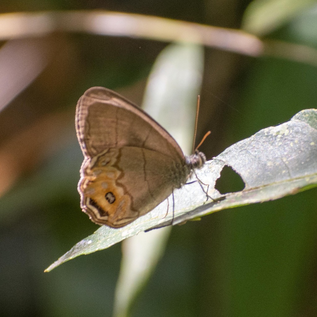 Splendeuptychia libitina from Iguazú, Misiones, Argentina on August 22 ...