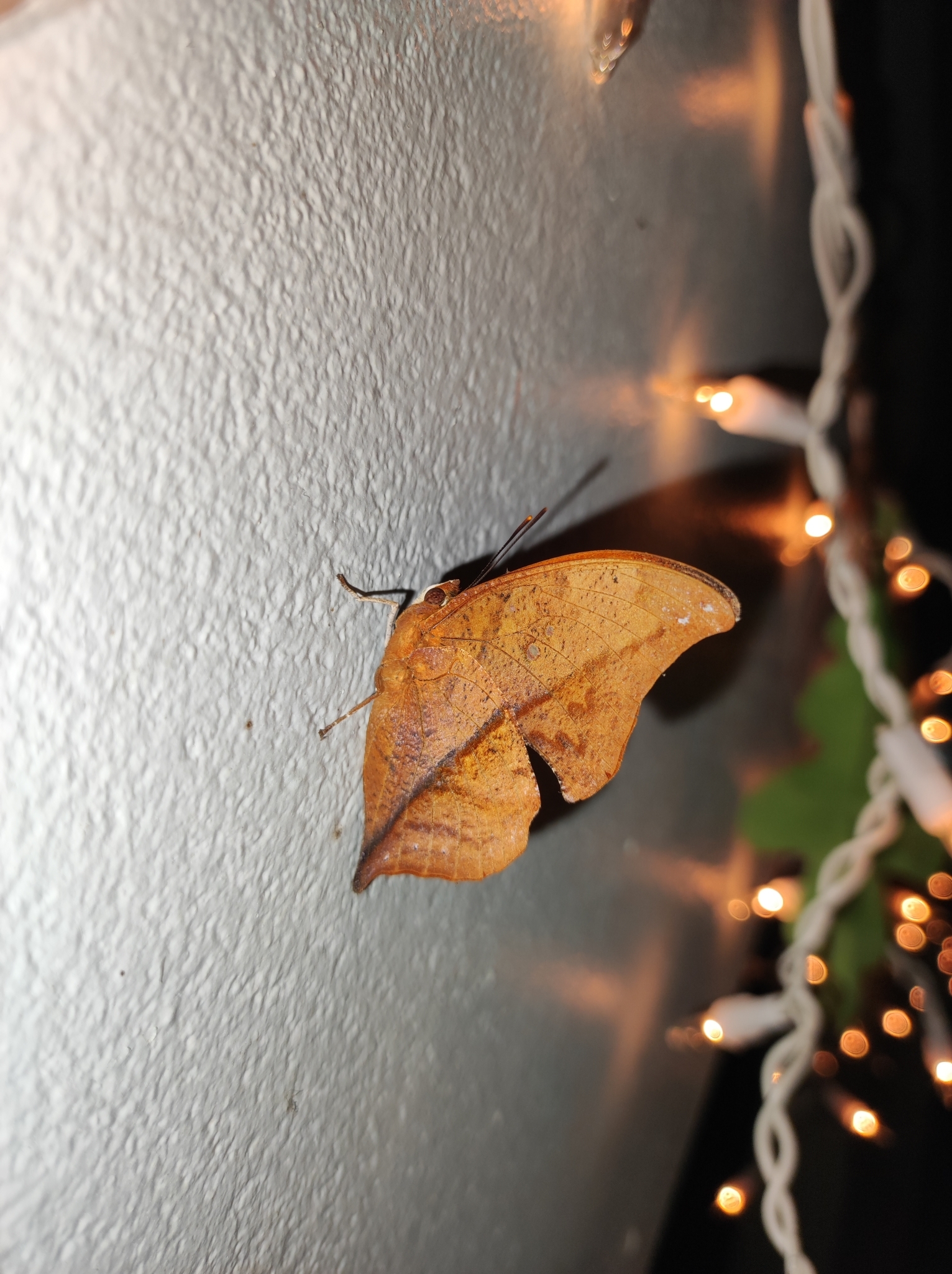 Zaretis itys ellops (Ménétriés, 1855)