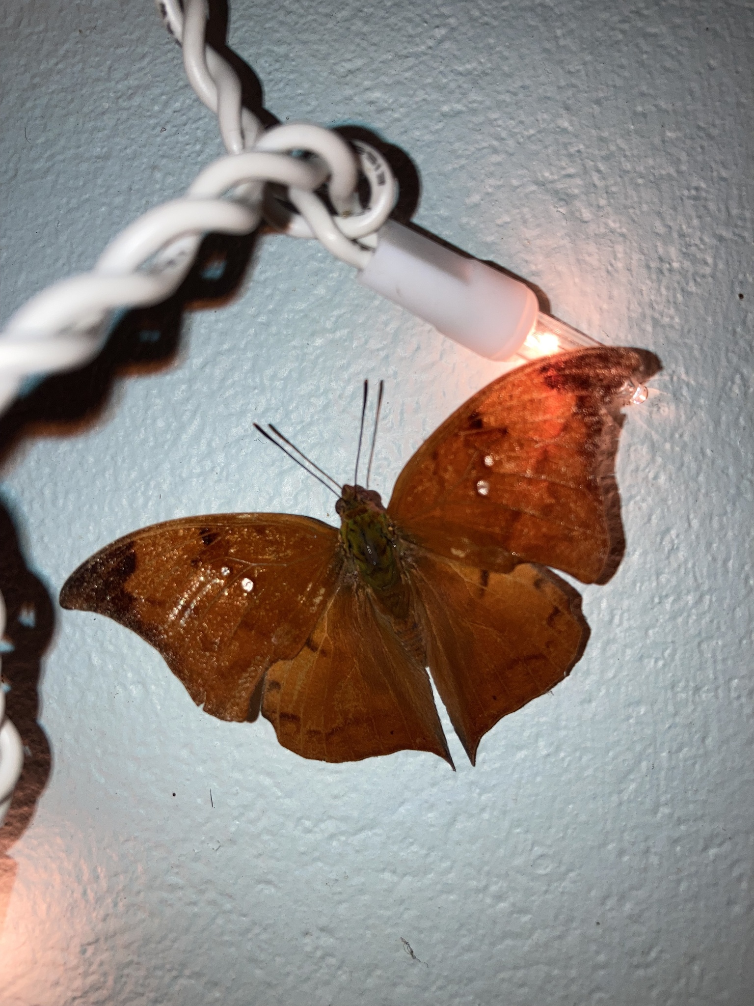 Zaretis itys ellops (Ménétriés, 1855)