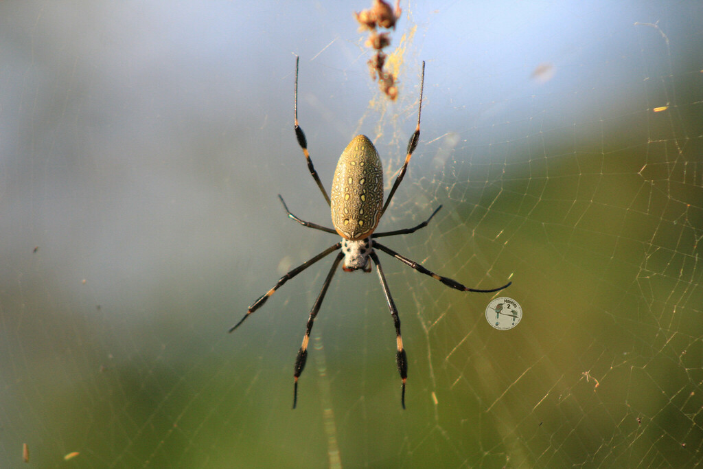 Golden Silk Spider from Temoac, Mor., México on October 31, 2022 at 05: ...
