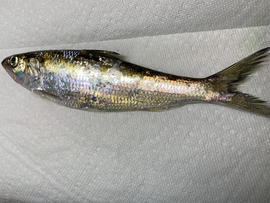 Alabama Shad from W El Bonito Dr, Ocean Springs, MS, US on December 6 ...