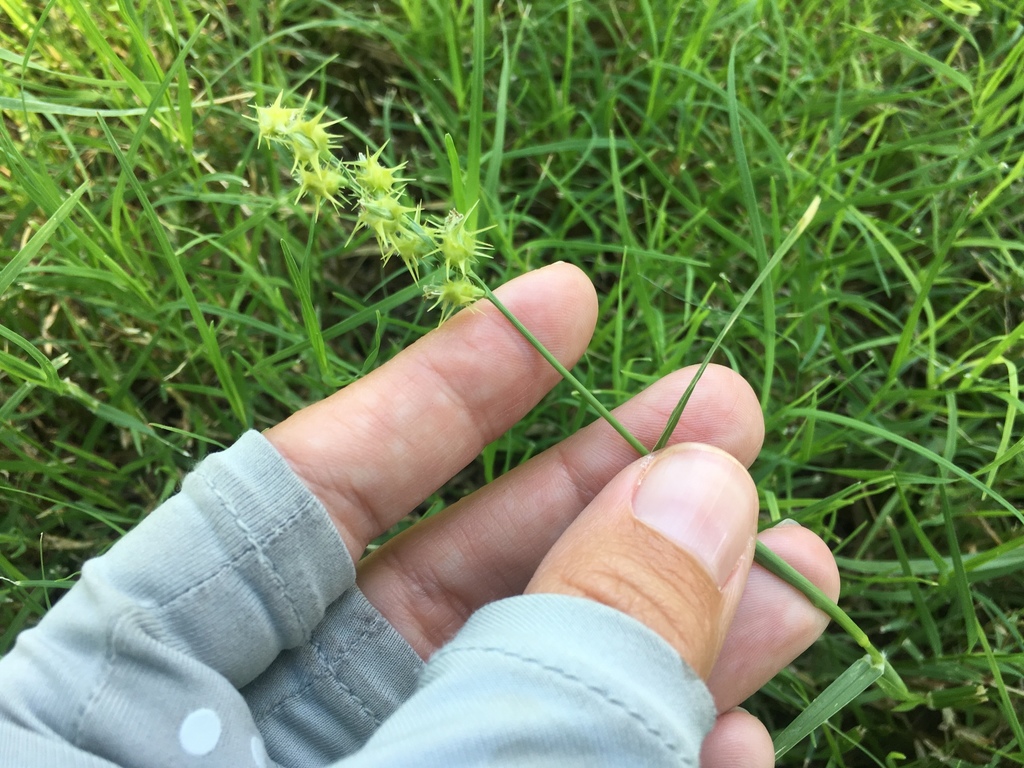 coastal sandbur from 3000–3998 Rodeo Dr, Parker, AZ, US on September 9 ...