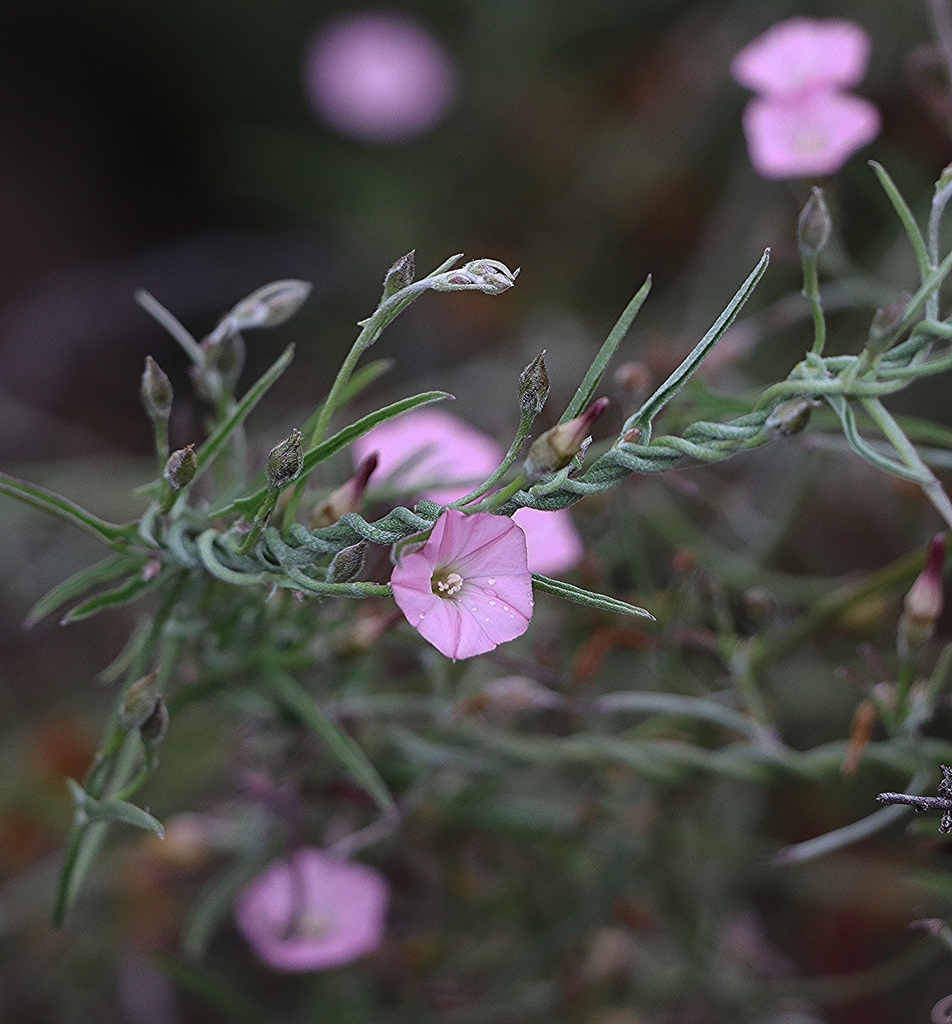 Australian bindweed from Broken Hill NSW 2880, Australia on October 12 ...