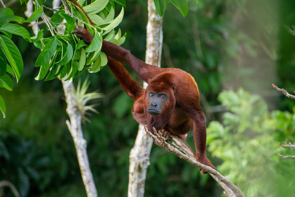 Colombian Red Howler Monkey (Alouatta seniculus) - Know Your Mammals