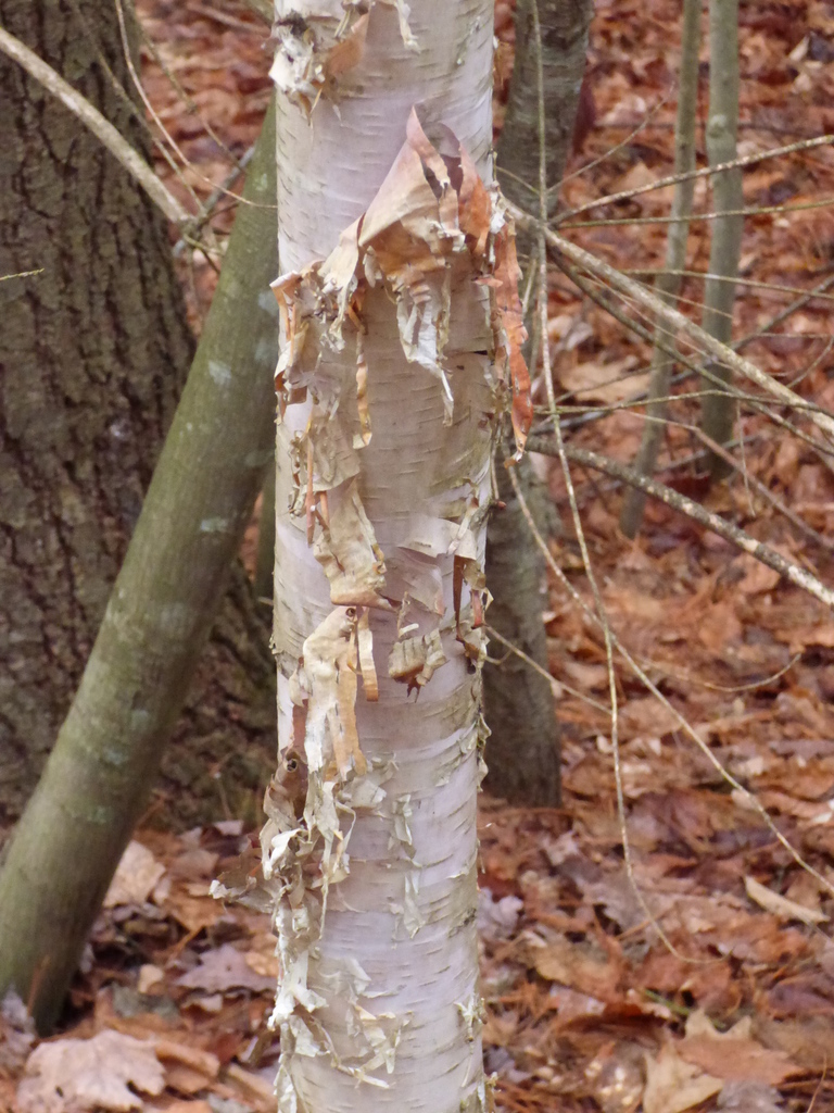 paper birch from Flinton, ON K0H 1P0, Canada on December 06, 2022 at 05 ...