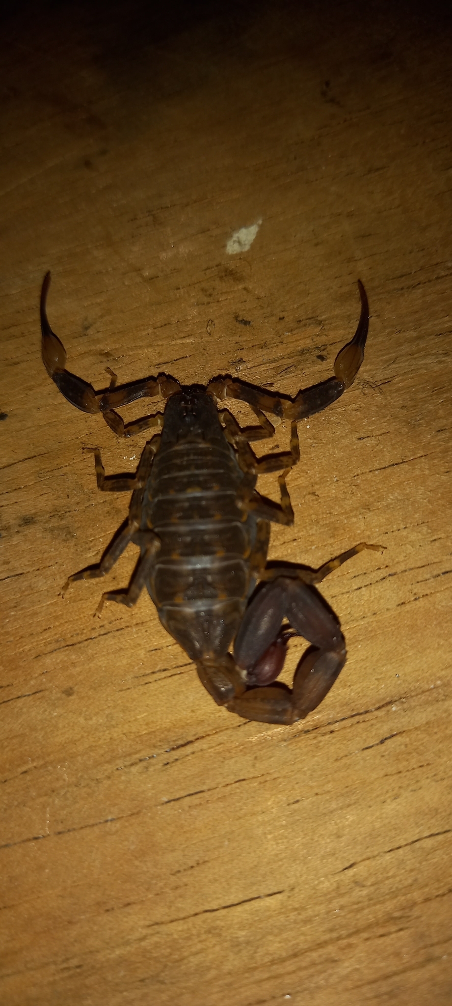 Tityus bahiensis (Perty, 1833)