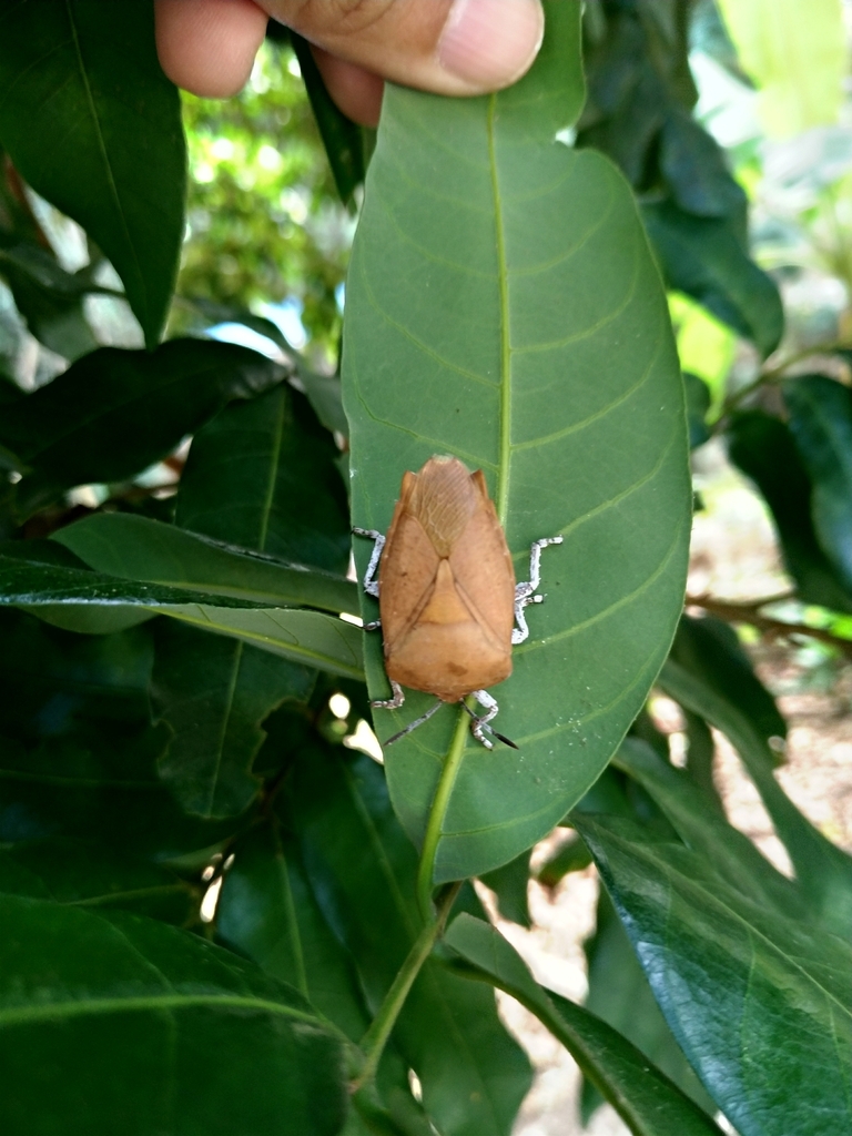 Lychee Stink Bug from 413台灣台中市霧峰區萬豐里 on December 6, 2022 at 10:45 AM by ...