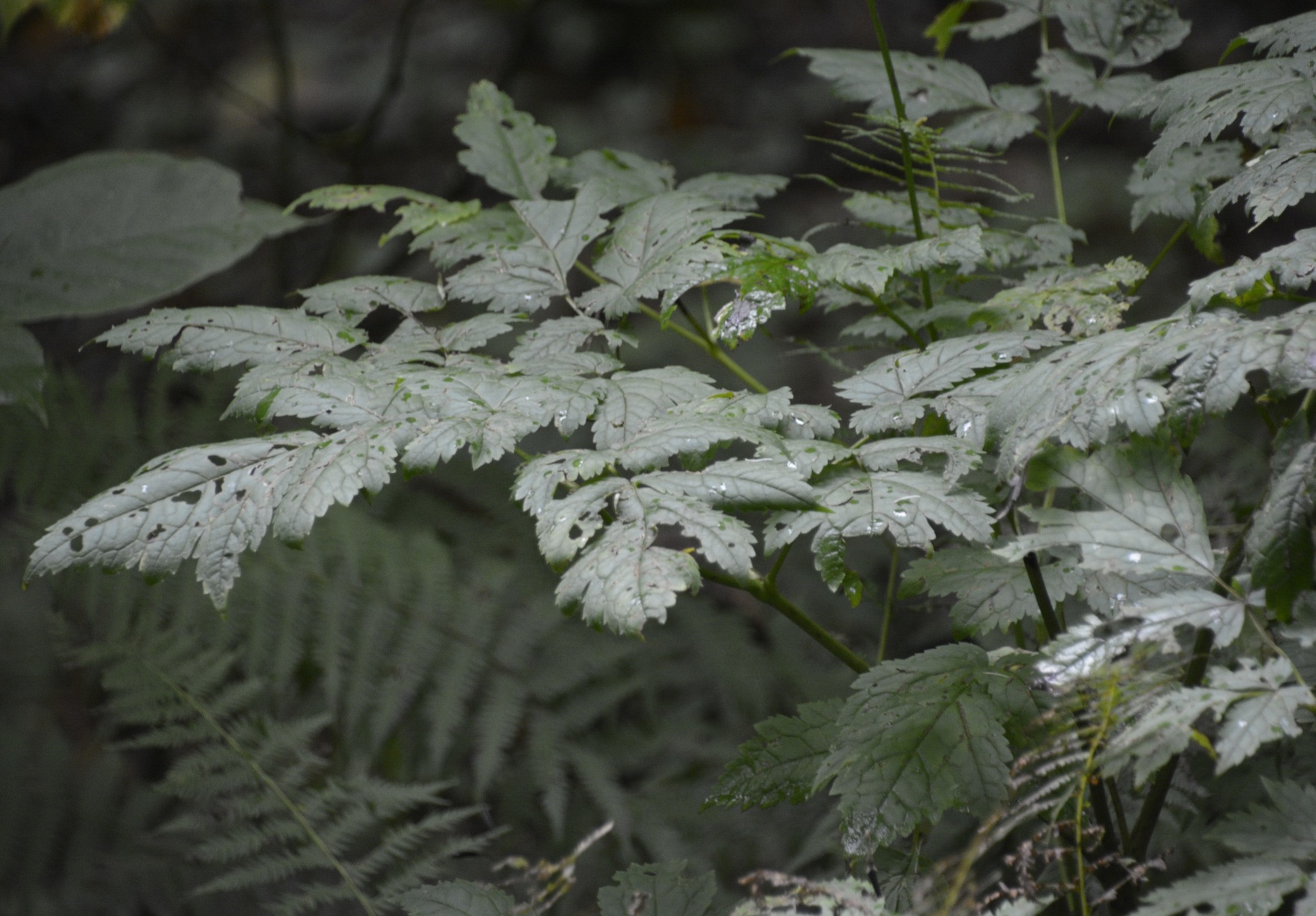 Actaea podocarpa DC.