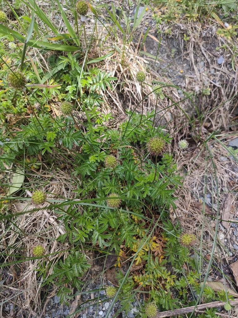 Biddy-biddy from Queenstown-Lakes, NZ-OT, NZ on December 07, 2022 at 11 ...