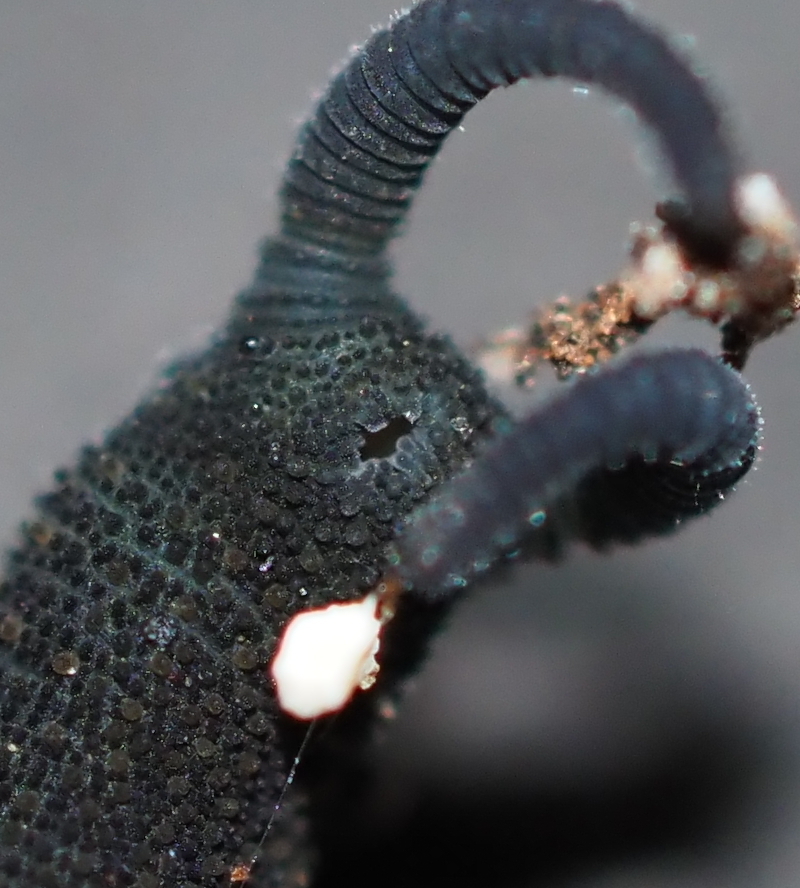 Ruhbergia bifalcata in November 2022 by hzurcher. Fairly highly ...