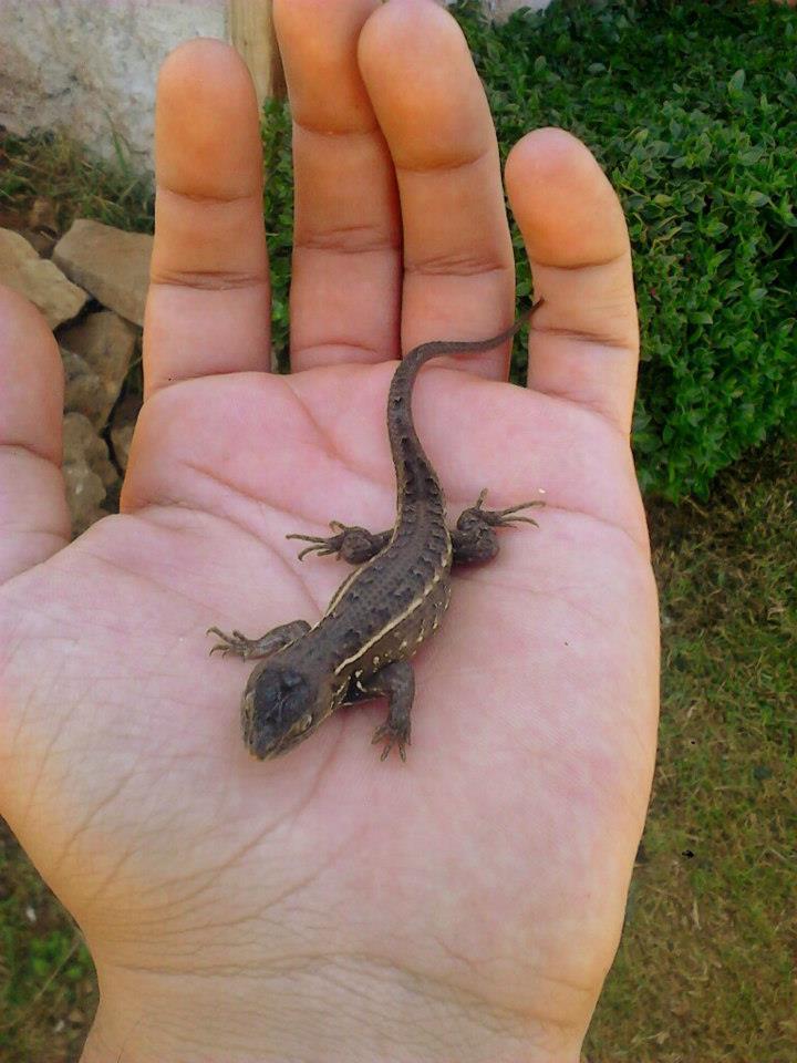 San Gabriel Bunchgrass Lizard from Morelia, Michoacán, Mexico on ...