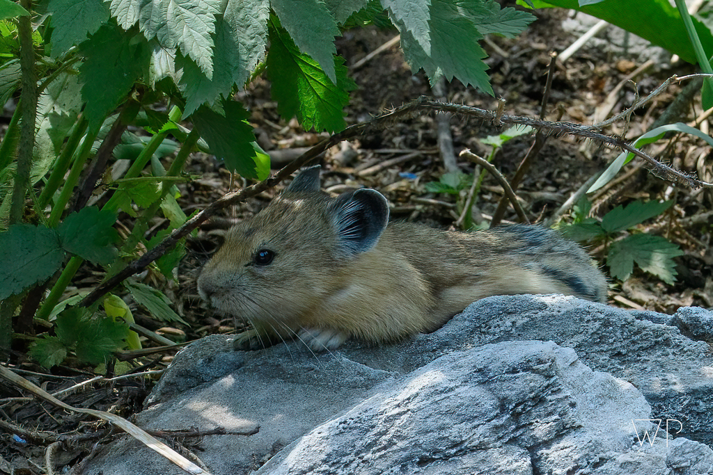 Uinta Pika (Ochotona princeps uinta) - Know Your Mammals