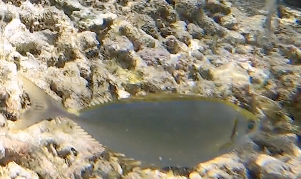 Forktail rabbitfish from L'Ermitage-Les-Bains, Réunion on November 28 ...
