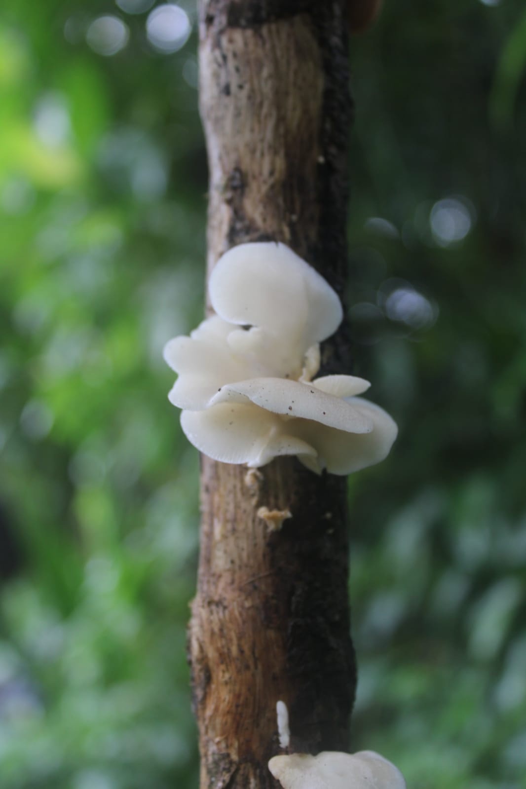 Pleurotus djamor subsp. djamor