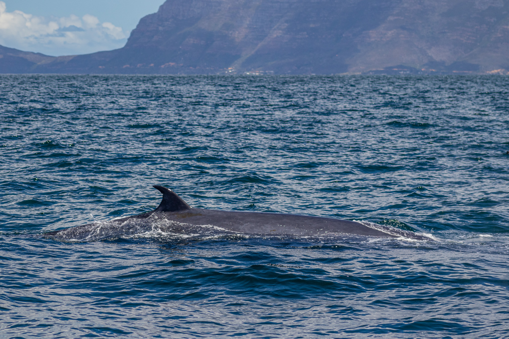 Balaenoptera edeni Anderson, 1879