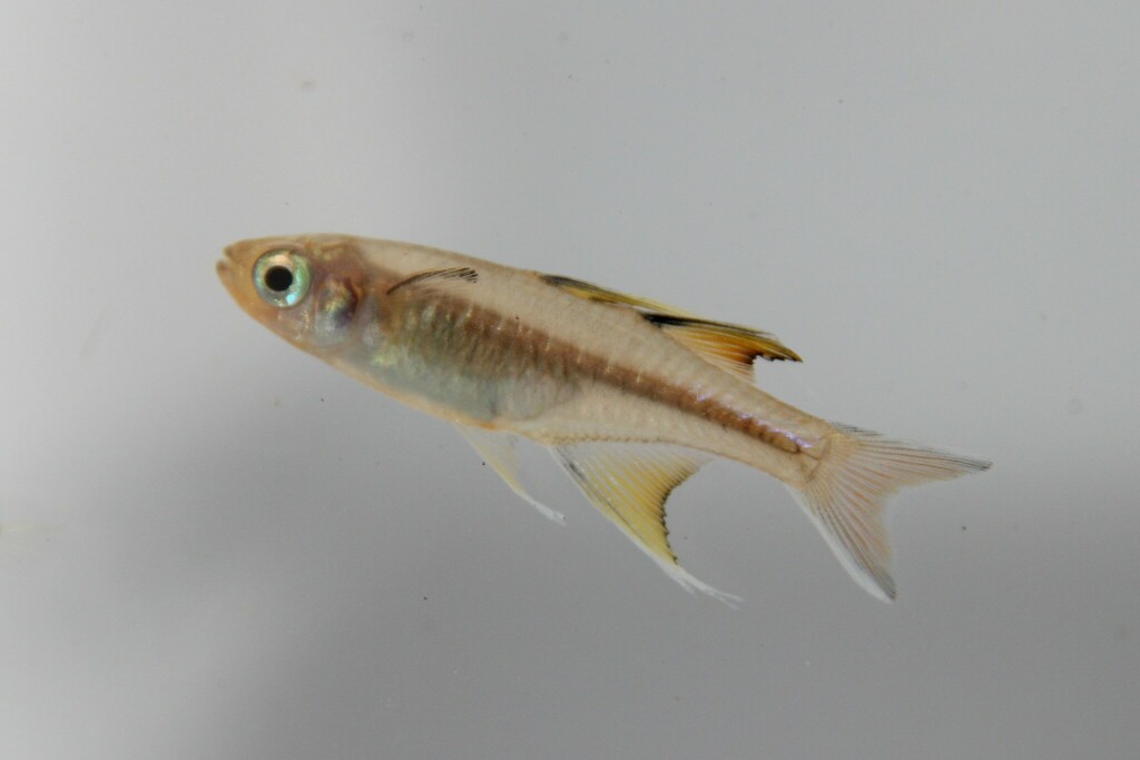 Pacific Blue Eye from Djarawong QLD 4854, Australia on September 7 ...