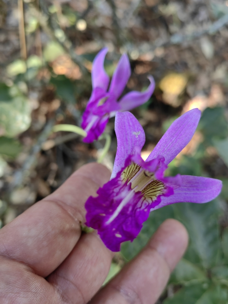 Bletia jucunda from San Pedro Ixtlahuaca on December 6, 2022 at 10:24 ...