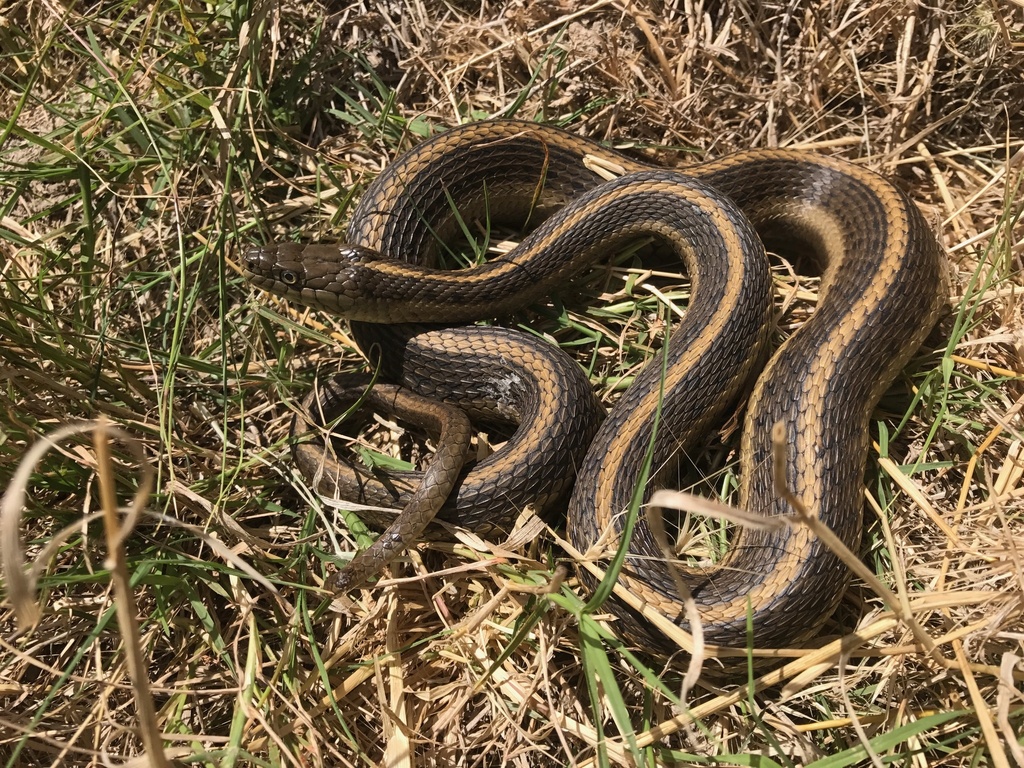 Giant Garter Snake in June 2017 by Professor Brian Todd at UC Davis ...