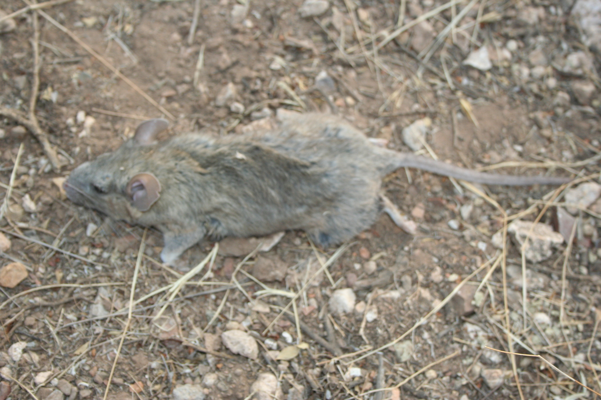 Neotoma leucodon Merriam, 1894